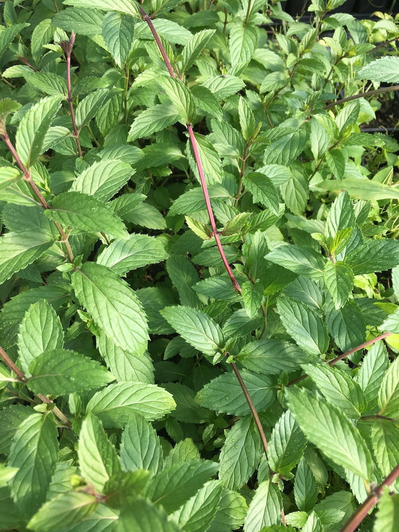 3 Ricola Mint Plant Herb - Hardy Perennial - 4" Pot - Walmart Business ...
