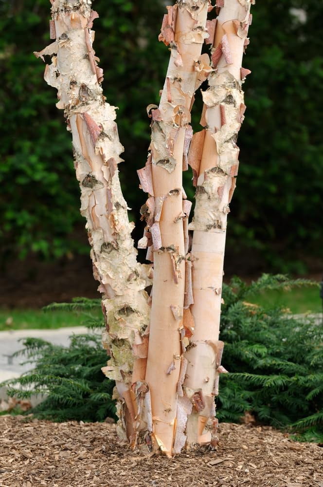 3 River Birch Trees for Planting | Live Tree Seedlings (6 Pack of Trees ...