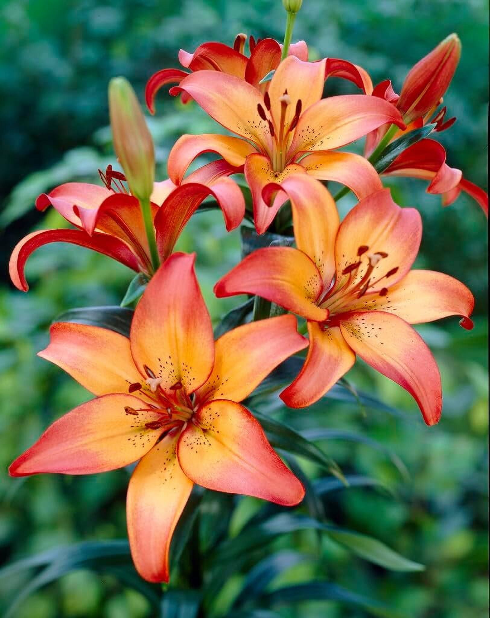 3 Royal Sunset Lily Bulbs for Planting - Lilium Flowers - Walmart.com