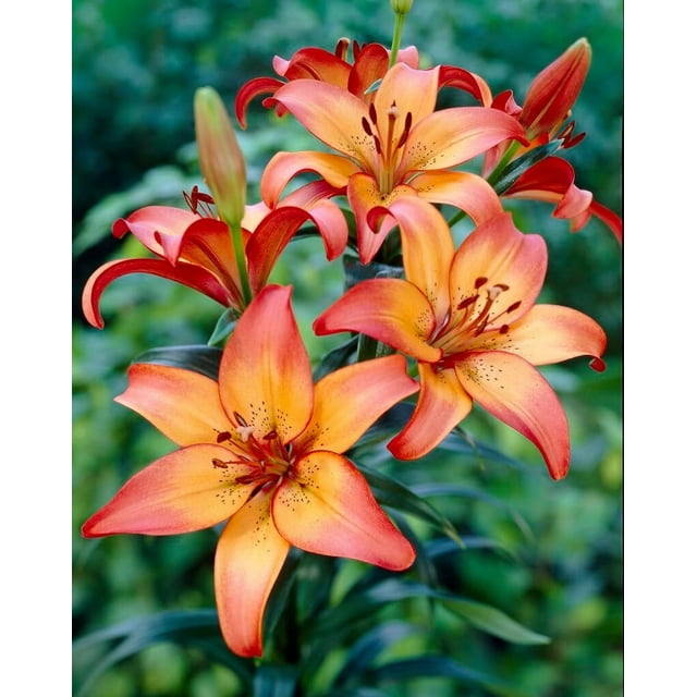 3 Royal Sunset Lily Bulbs for Planting - Lilium Flowers - Walmart.com