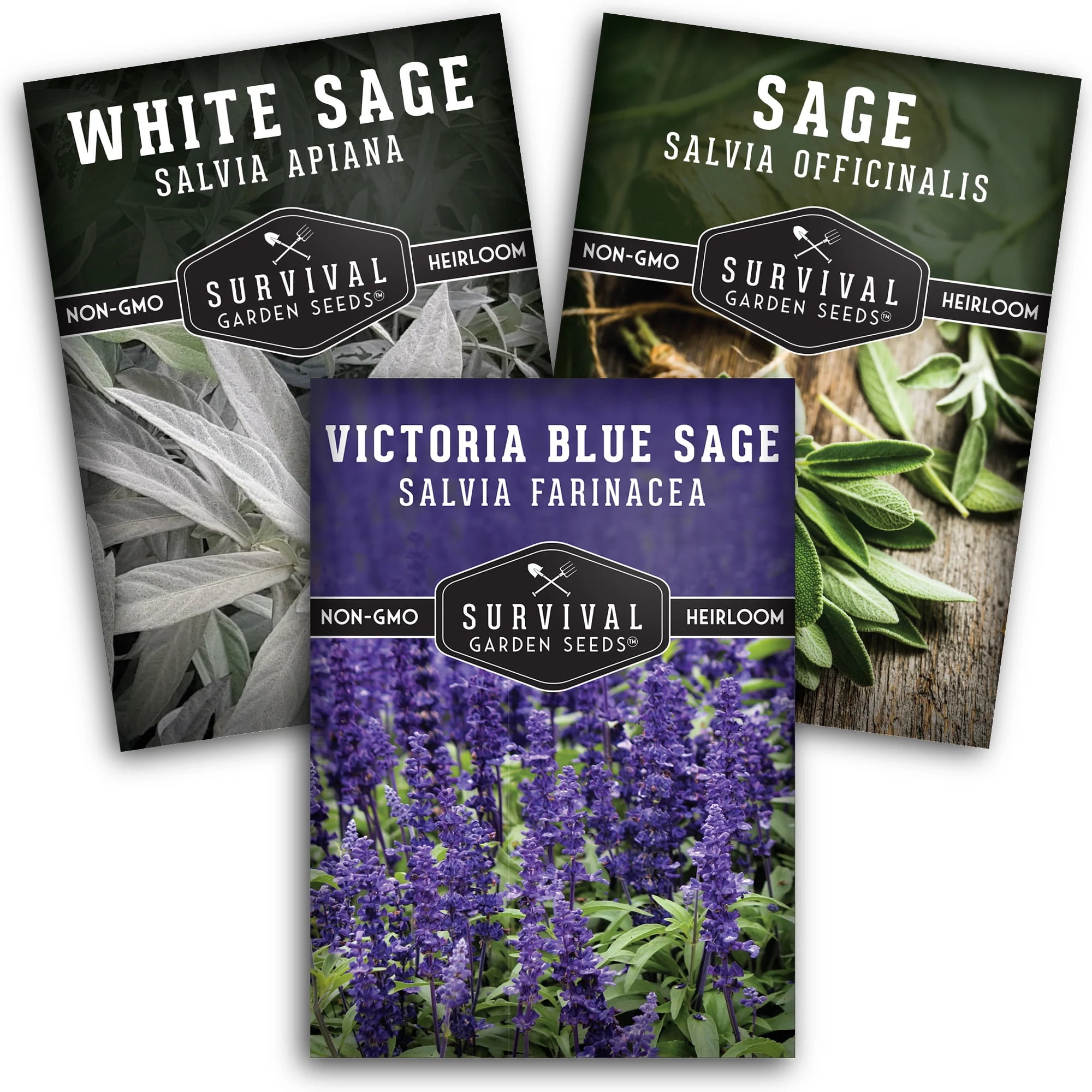 Sage Collection Seed Vault - White, Culinary, Victoria Blue Sage Plants ...