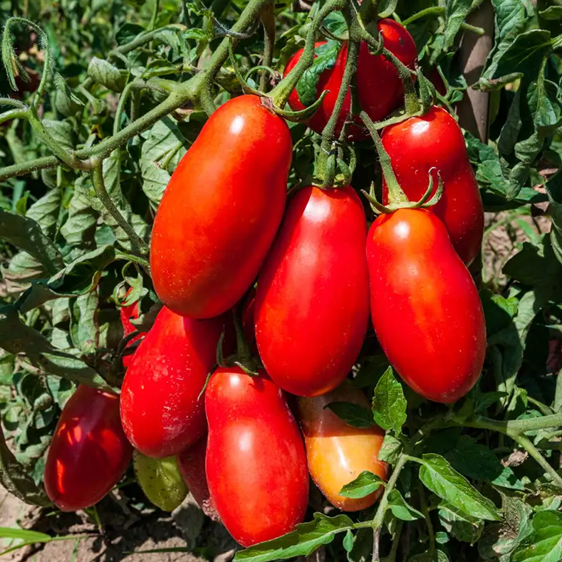 San Marzano Tomato Plants For Sale