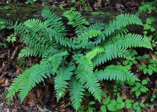 (3) Shade Loving Perennials, Hardy Ferns, Christmas Fern Roots, Plants ...