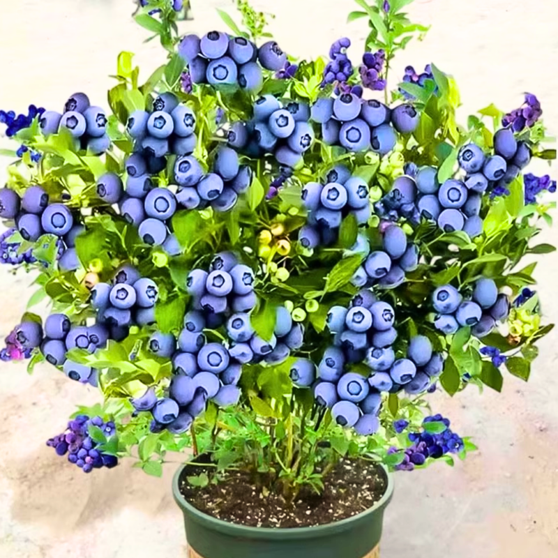 3 Sharpblue Blueberry Bush Live Plant To Grow, Blueberry Plants Live ...