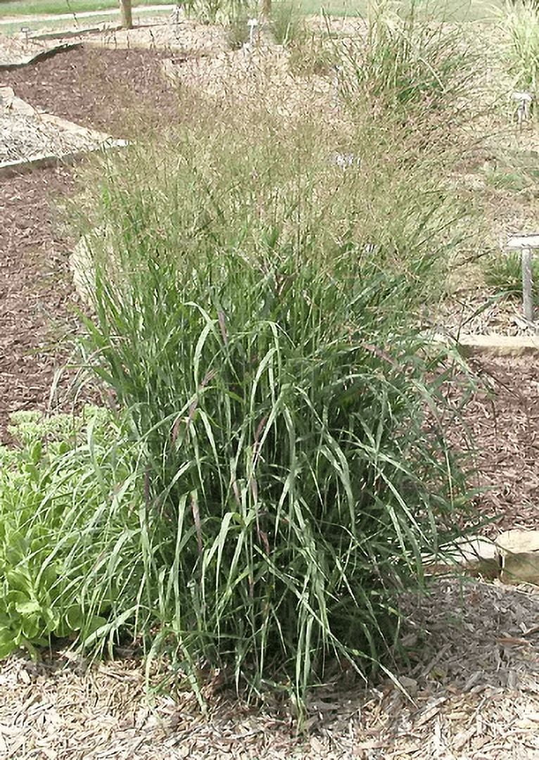 3 Shenandoah switch grass in 3.5 inch container - Walmart.com