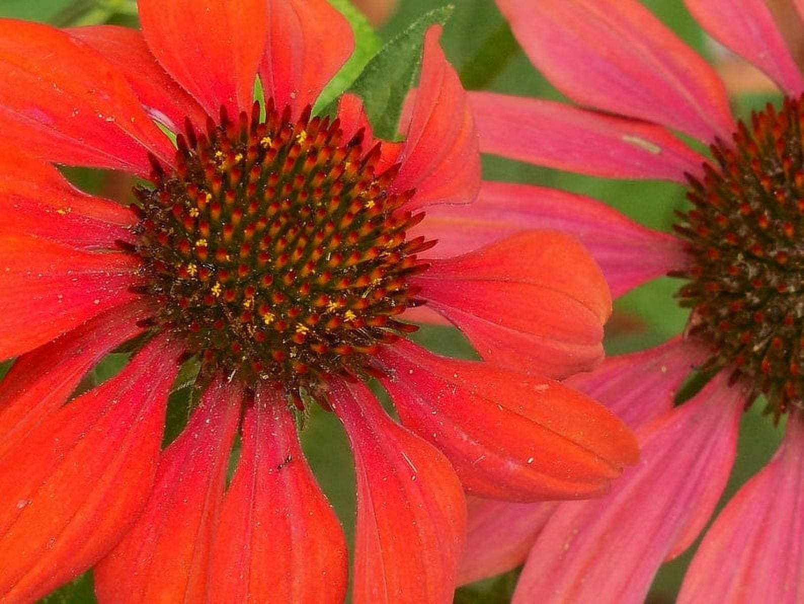 3 Sombrero Salsa Red Cone Flower/ Echinacea in 4 Inch Pots - Walmart.com