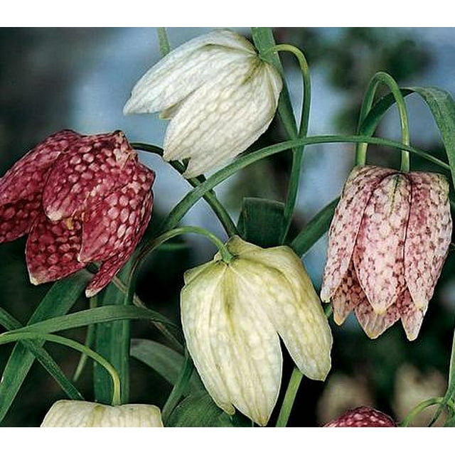 (3) Spectacular Flowering Bulbs Fritillaria Meleagris Checkered Lily ...