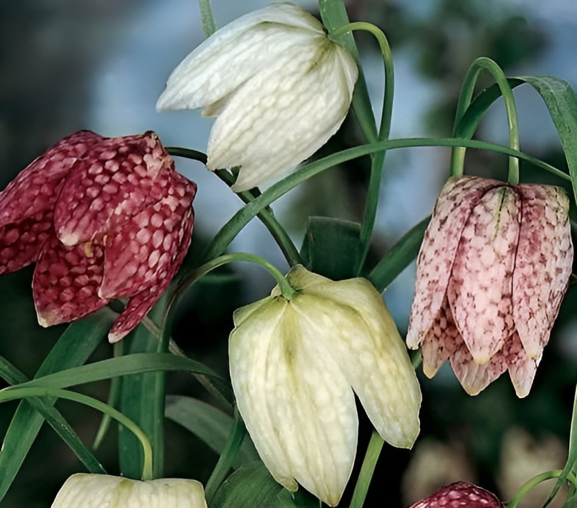 (3) Spectacular Flowering Bulbs Fritillaria Meleagris Checkered Lily ...