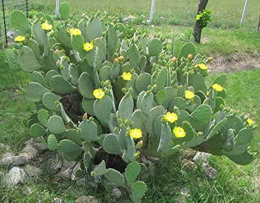 TeviRoom, 3 Spineless Thornless Prickly Pear Nopales Opuntia Ellisia ...