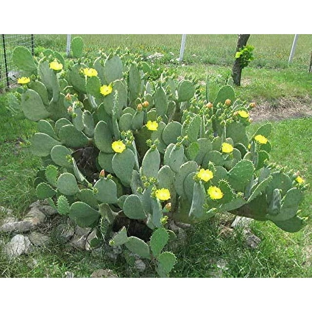 3 Spineless Thornless Prickly Pear Nopales Opuntia Ellisia Cactus Pads - Edible - Walmart.com