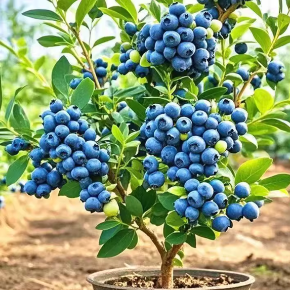3 Springhigh Blueberry Bush Live Plant To Grow, Blueberry Plants Live ...