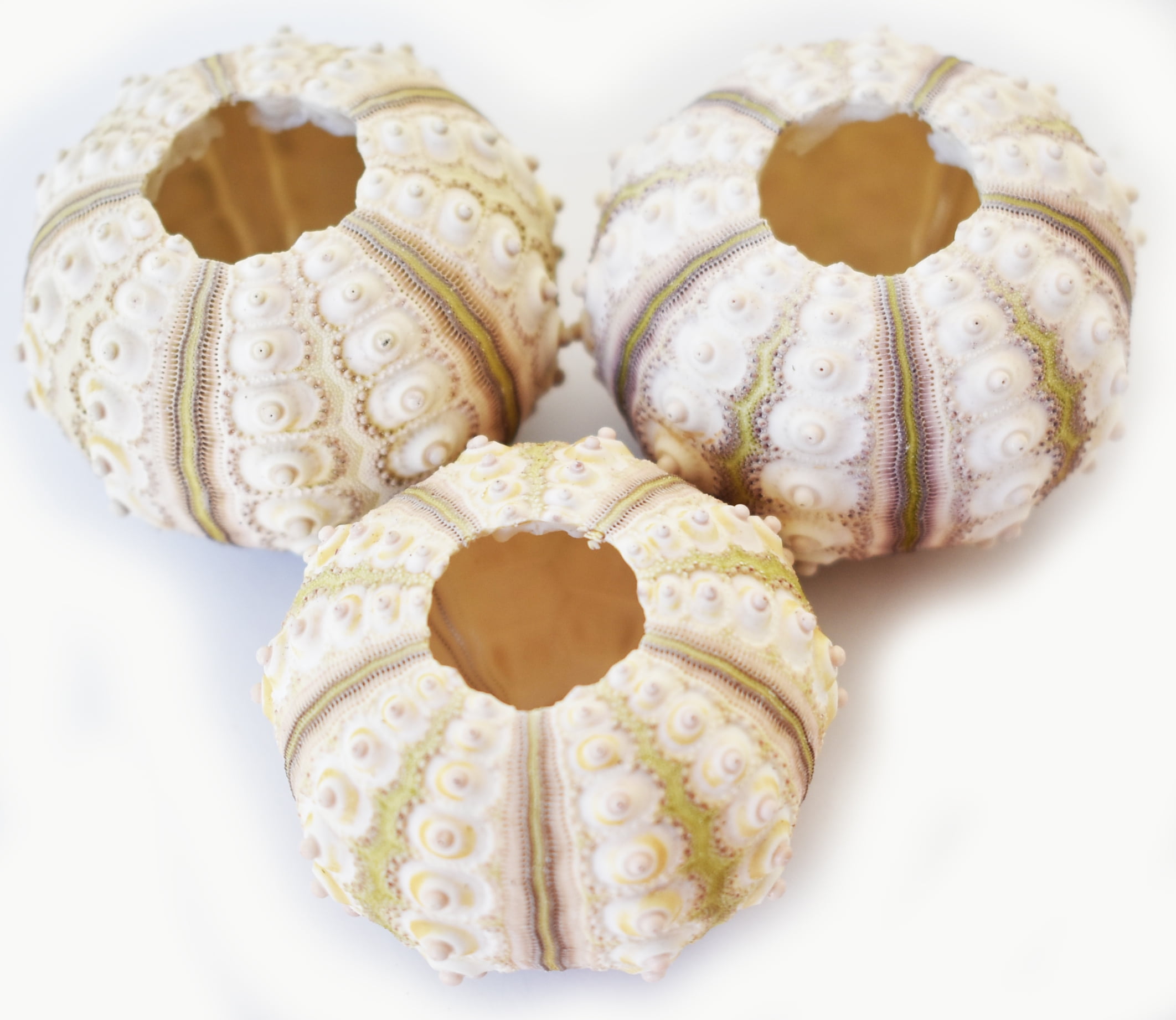 3 Sputnik Sea Urchin Shells 2 1/2" Beach Crafts Ocean Arts Coastal ...