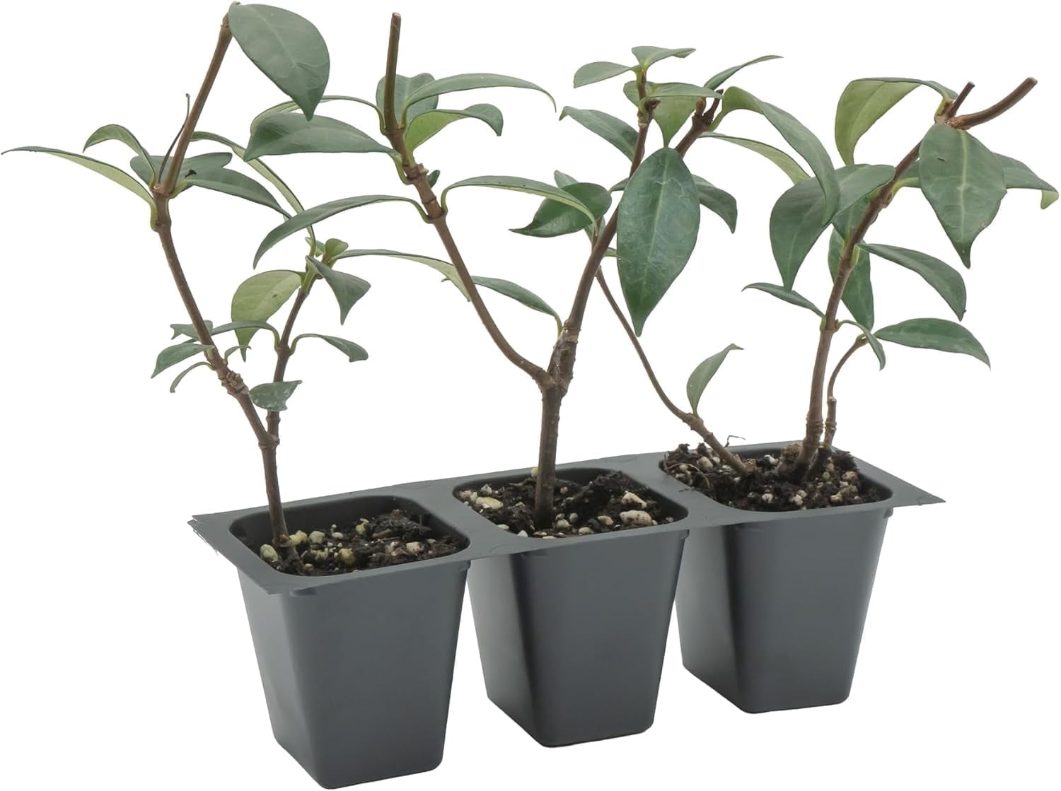 "3 Star Jasmine Live Plants for Indoor Garden, Thriving in 2.5 ...