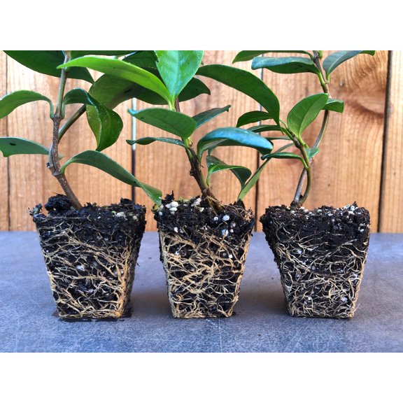 Indoor Jasmine Plants