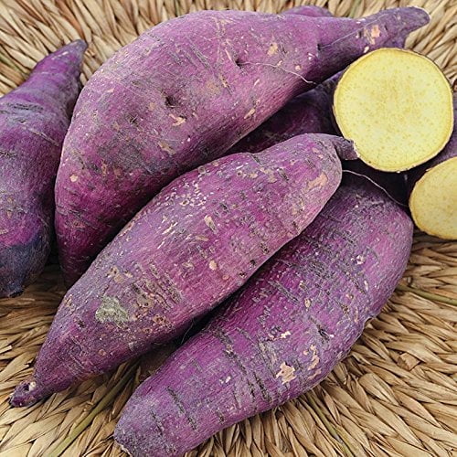 3 Sweet Potato Plants/Slips - Murasaki Purple,Japanese Sweet potato ...