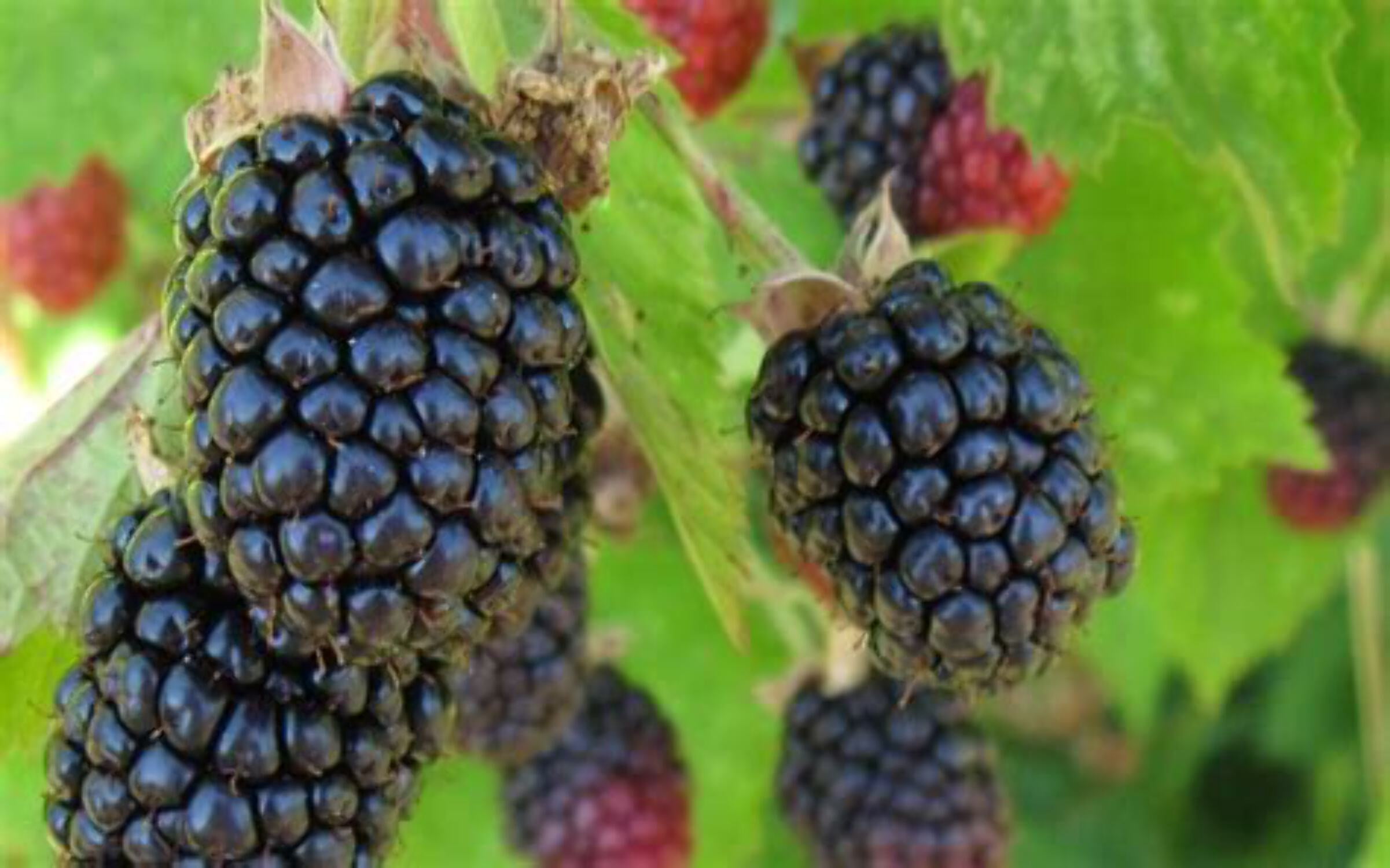 Triple Crown Blackberry Live Plant Bare Root (3 Count) - Walmart.com