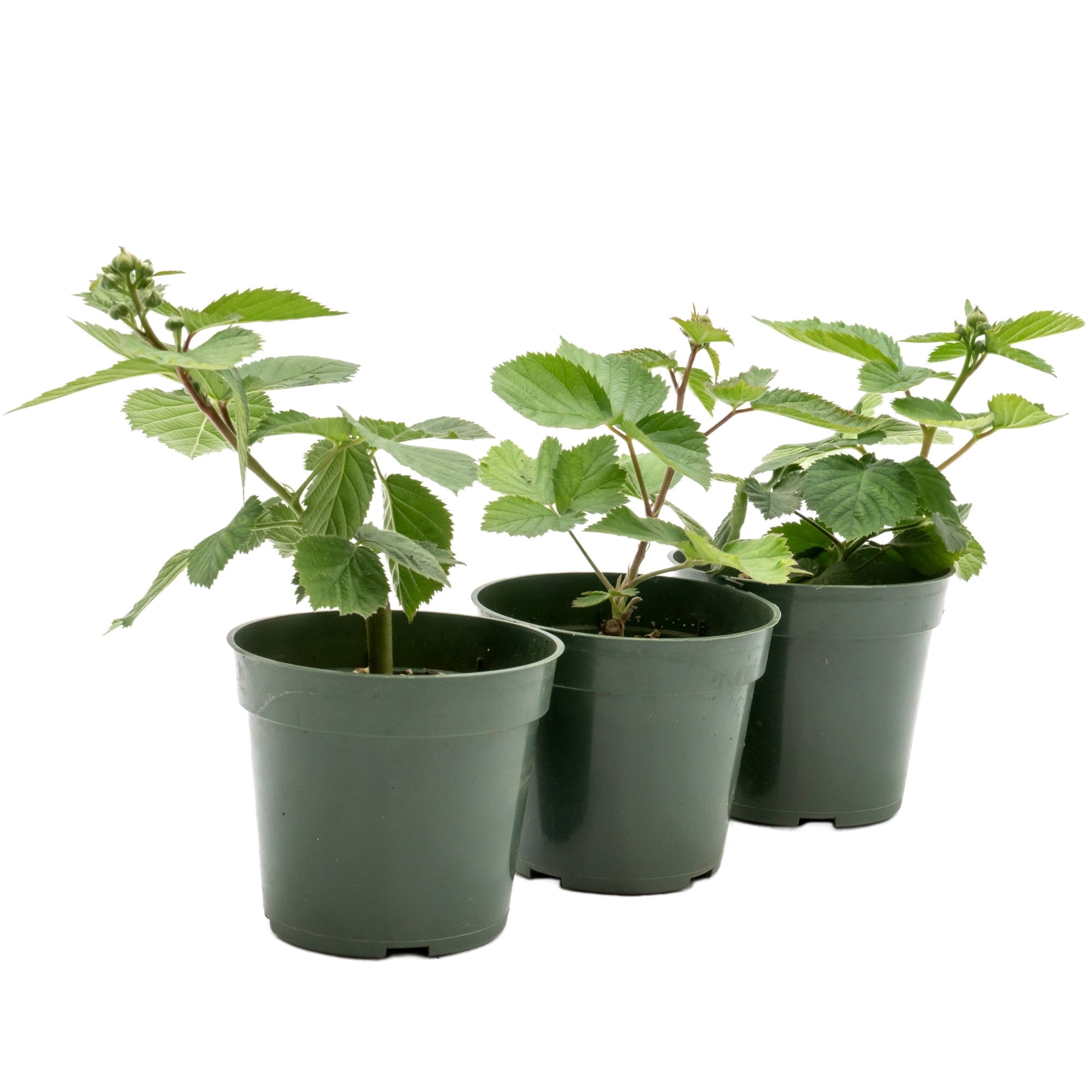 3 Triple Crown Blackberry Plants, Thornless, Live Blackberry Plant ...