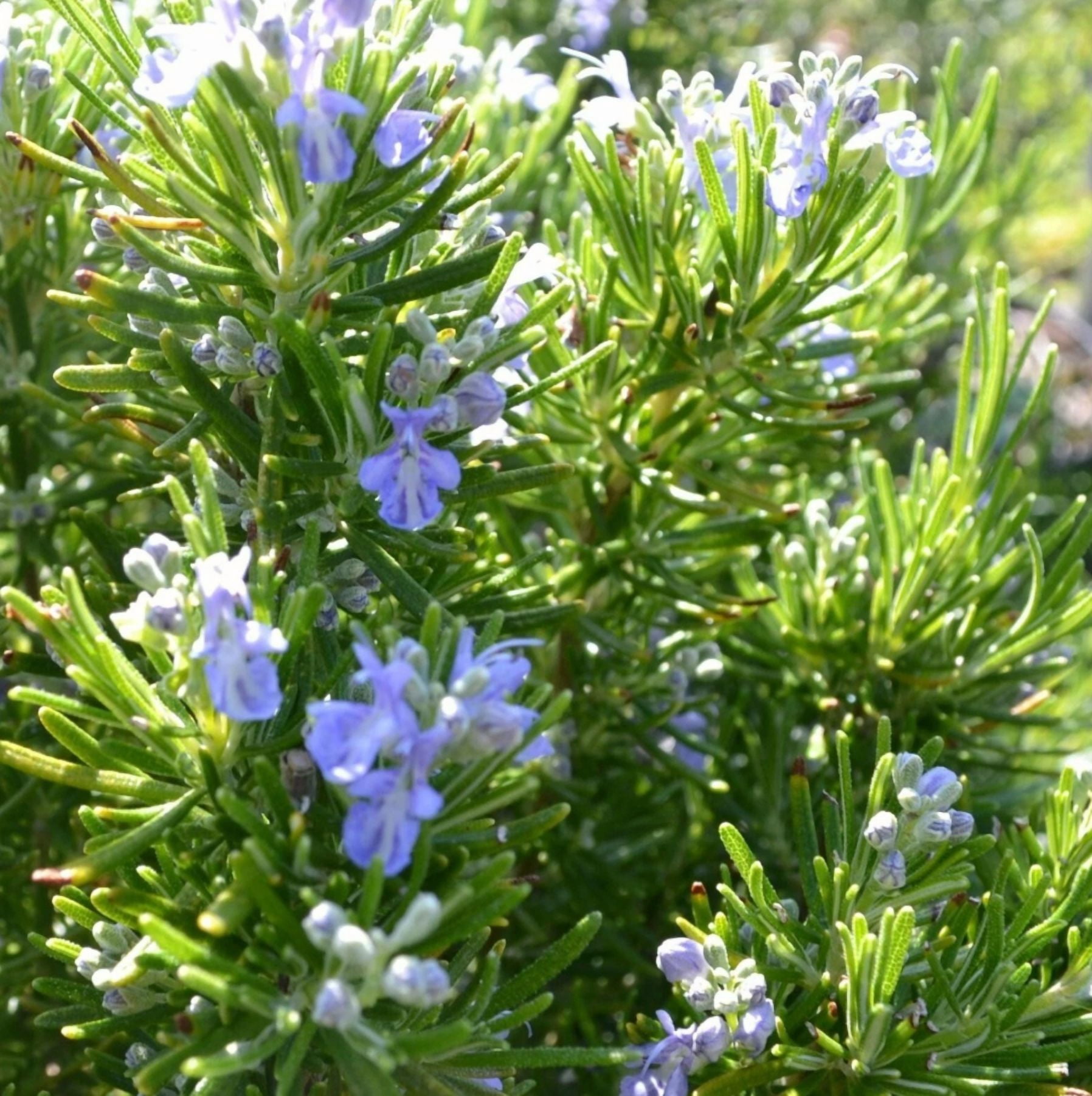 3 Tuscan Rosemary Plants Blue Rosemary Mints Seedsling Rosemary Herb ...