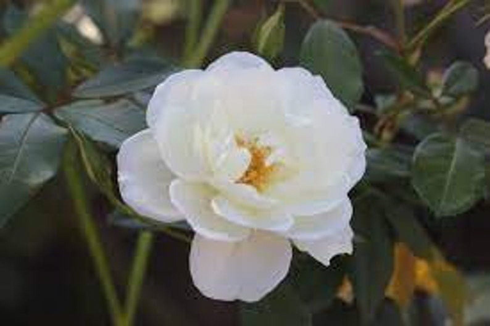 3 Victory White Camellia in 4 inch pots - Walmart.com