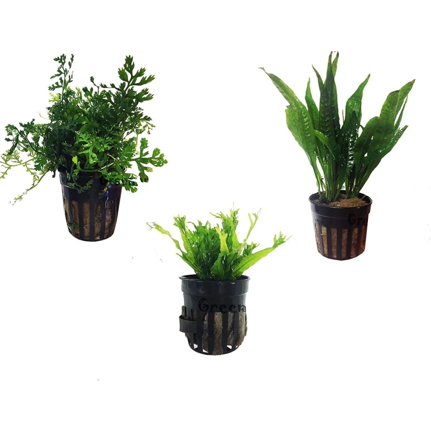 3 Water Fern Package Bolbitis | Windelov | Pteropus Hardy Leaf Live ...