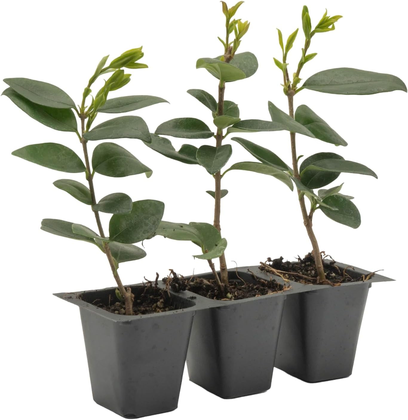 3 Waxleaf Privet, Live Plants (Ligustrum Japonicum 'Texanum') – Vibrant ...