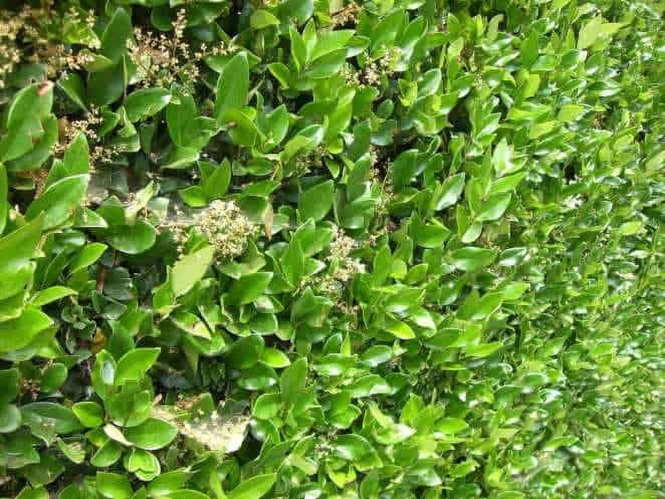 3 Waxleaf Privet, Live Plants (Ligustrum Japonicum 'Texanum') – Vibrant ...