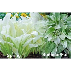 Hosta Plants in Perennials - Walmart.com