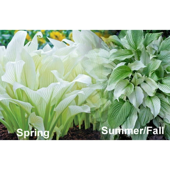 Hosta Plants in Perennials - Walmart.com