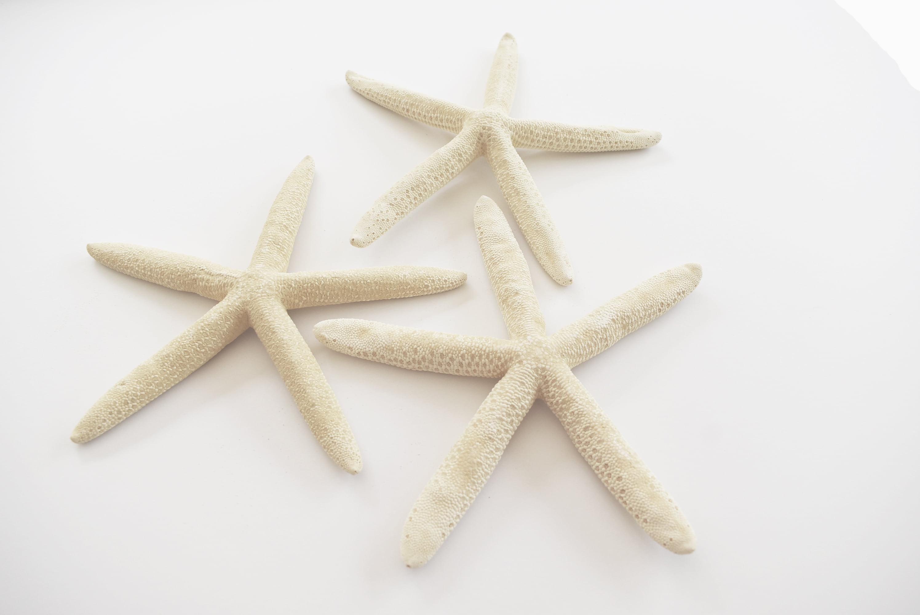 3 White Finger Starfish 5-6" Beach Wedding Nautical Decor Crafts ...