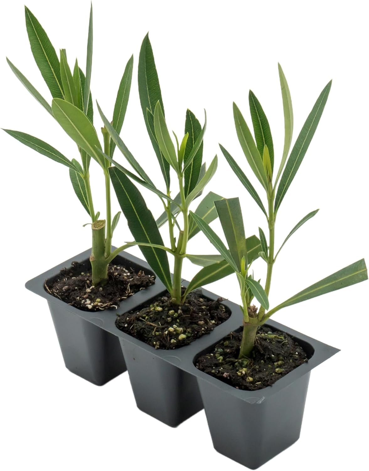 3 Sister Agnes White Oleander Live Plants, Flowering, Blooming ...