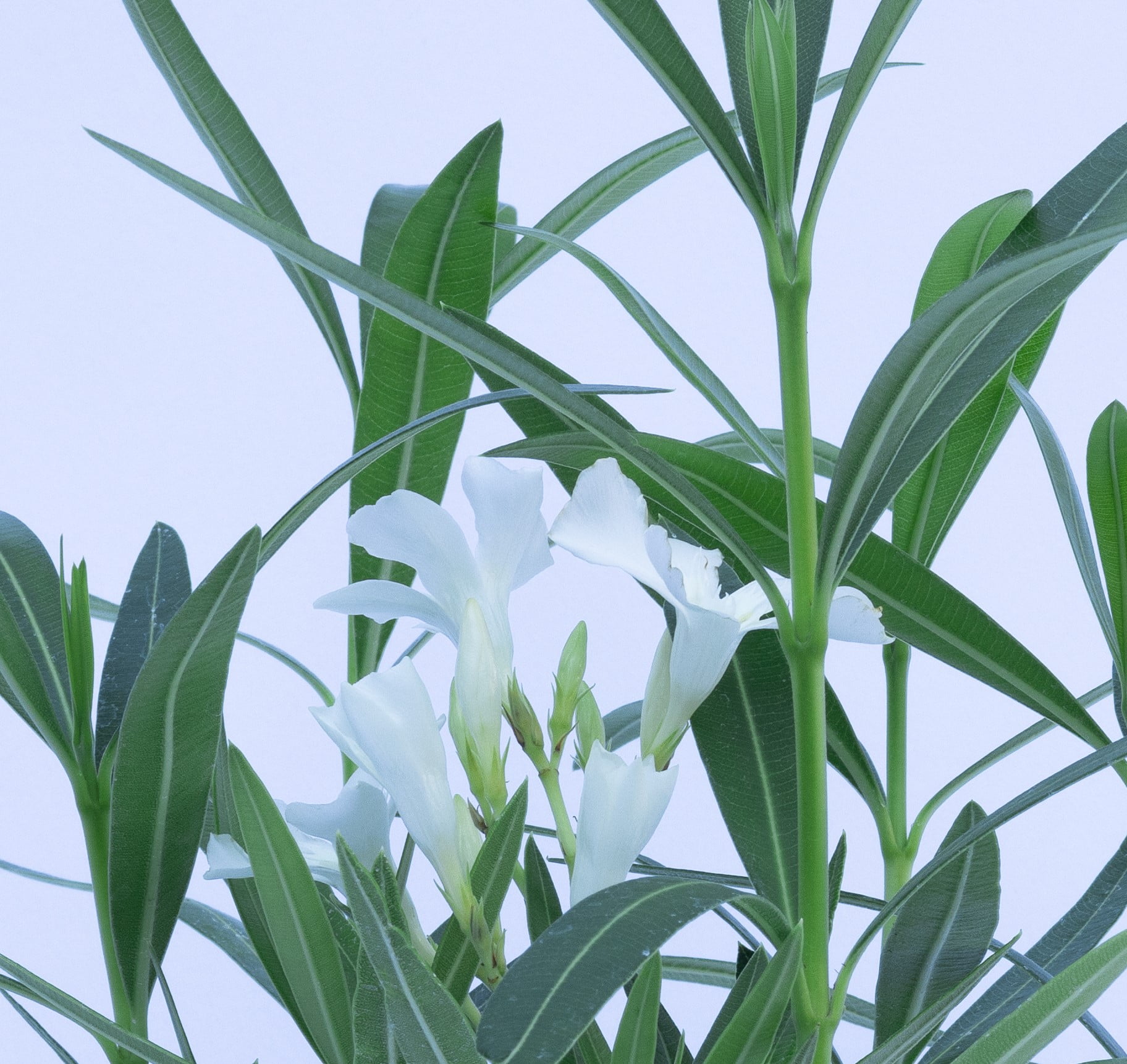 3 Sister Agnes White Oleander Live Plants, Flowering, Blooming ...