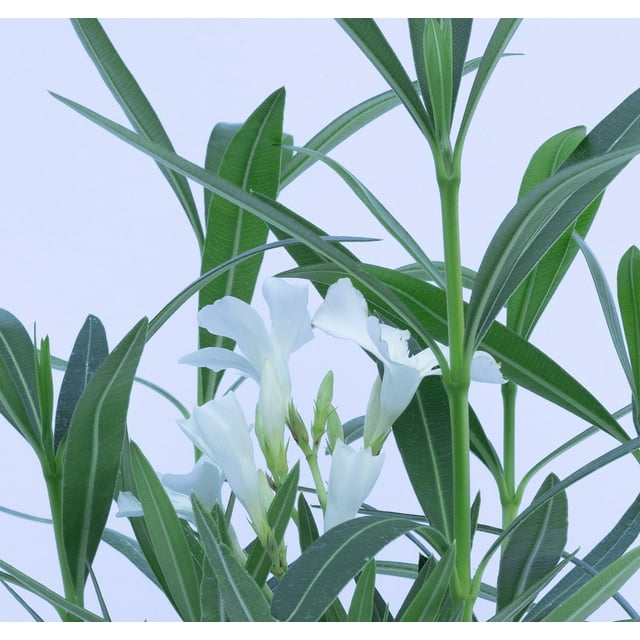 3 Sister Agnes White Oleander Live Plants, Flowering, Blooming ...