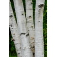 CZ 3 Grain White Paper Birch Plant Seeds, Fast Growing - Walmart.com