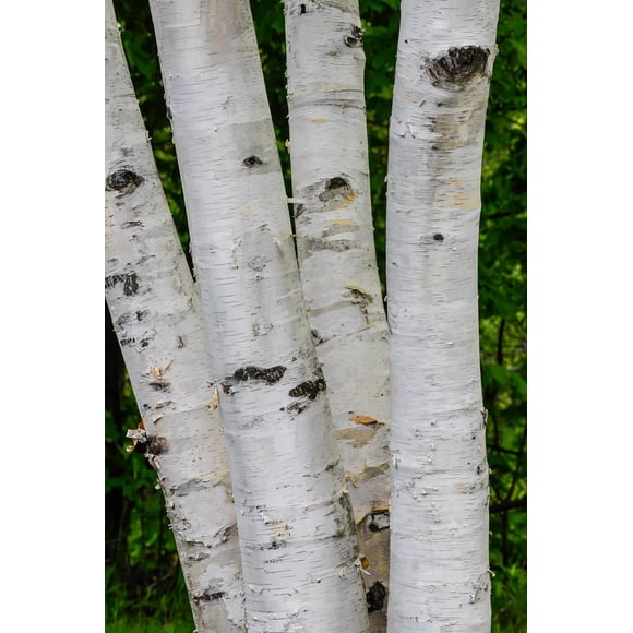 Paper White Plant