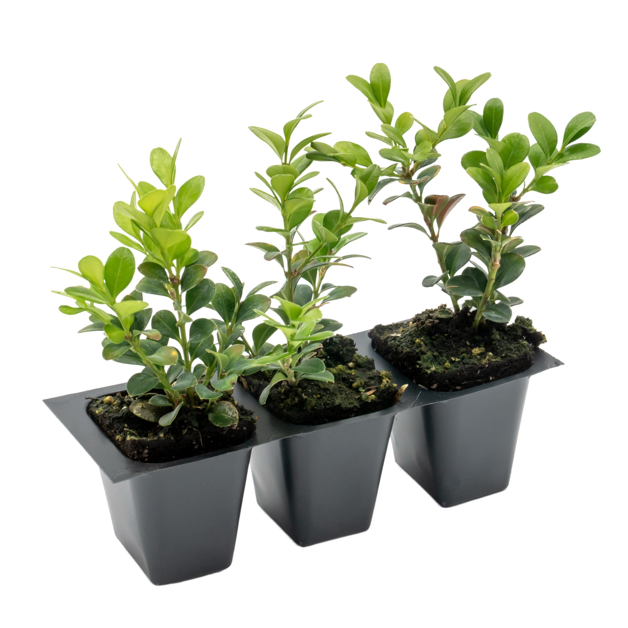 3 Winter Gem Boxwood – Compact Hardy Evergreen Shrub for Hedges ...