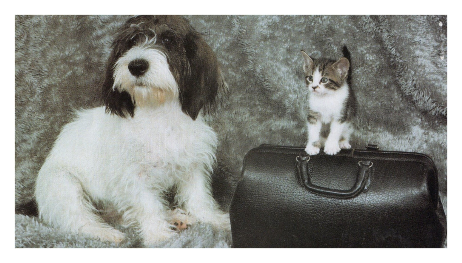 3 Year USA Made Dog Kitten 2026 2027 2028 Pocket Calendar Planner with ...