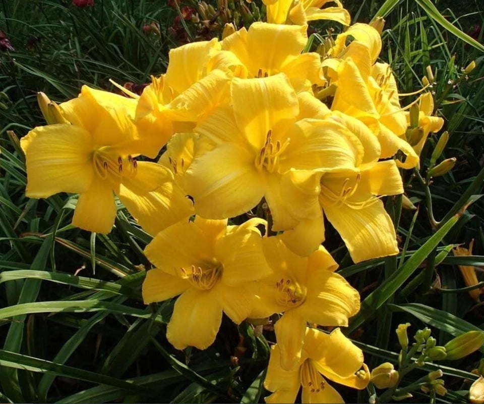 3 Yellow Daylily Fans/Bareroot Plants for Planting - Yellow Daylily ...