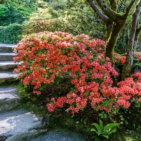 Shade Azaleas