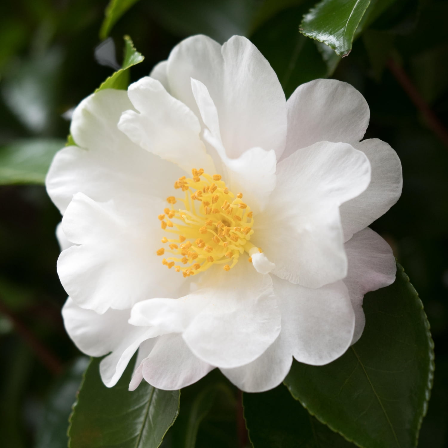 3 gal. Camellia Mine No Yuki Shrub with White Flowers - Walmart.com