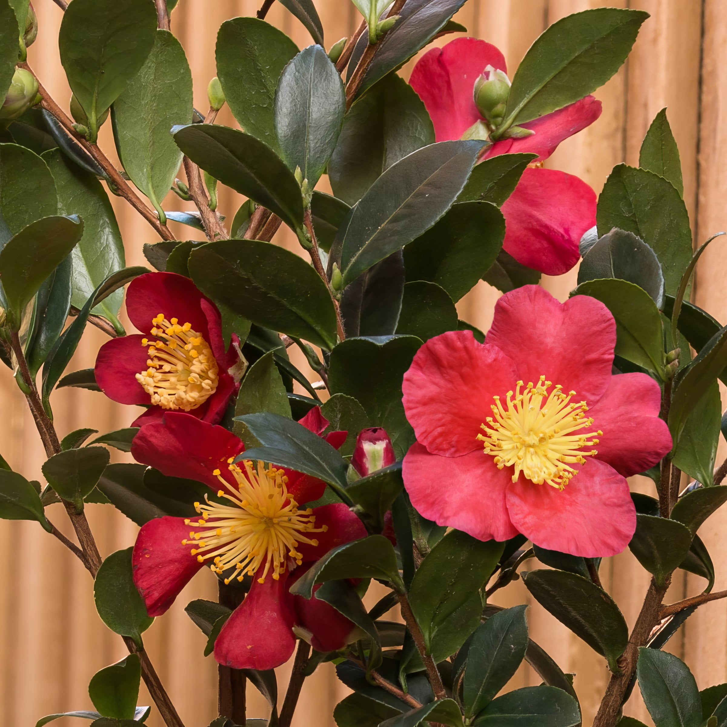 3 gal Camellia Yuletide Live Perennial Shrub Condition with Partial ...