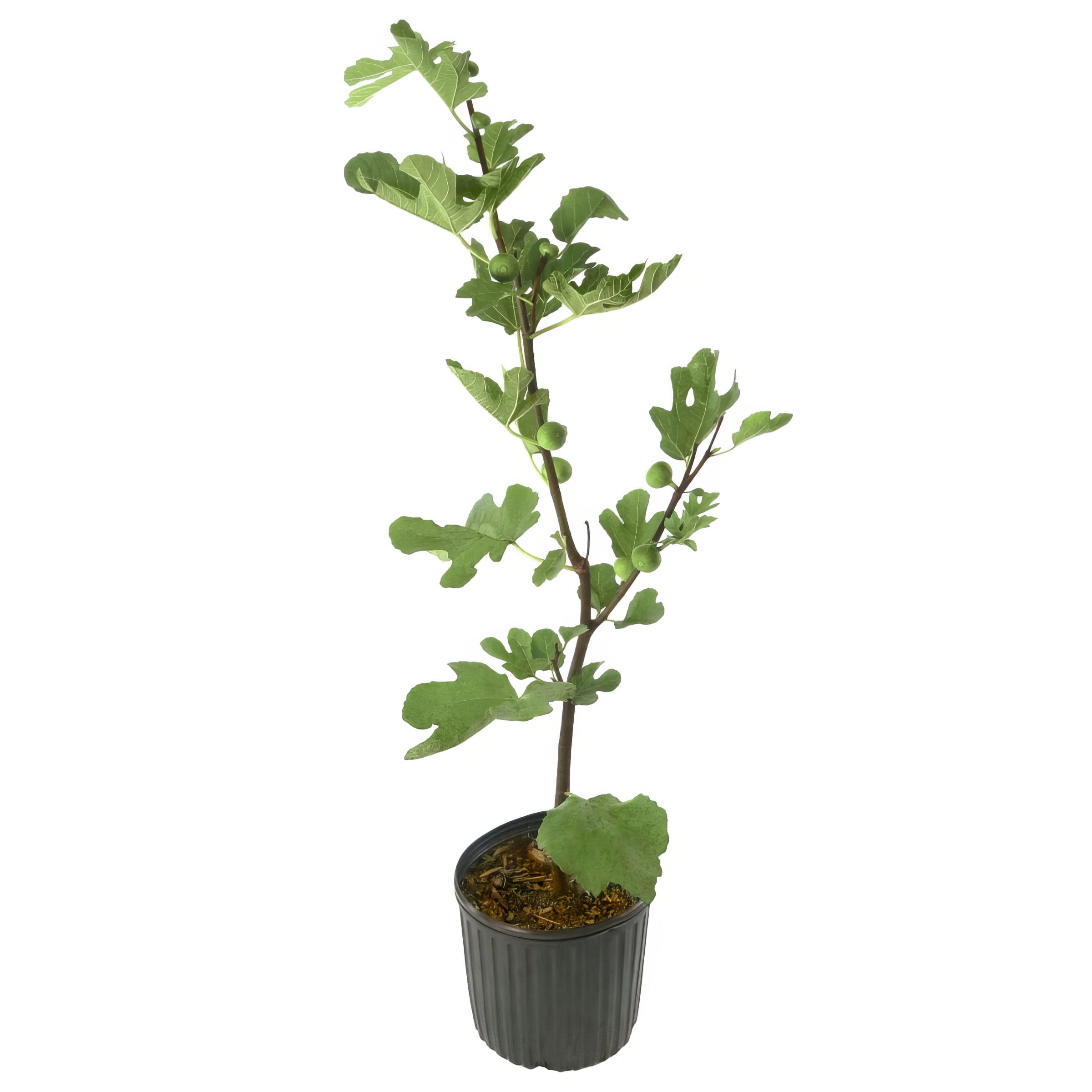 National Plant Network 3 gal Celeste Fig Live Shrub with Full Sunlight ...