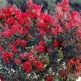 National Plant Network 3 gal. Crape Myrtle Bellini Strawberry Shrub ...