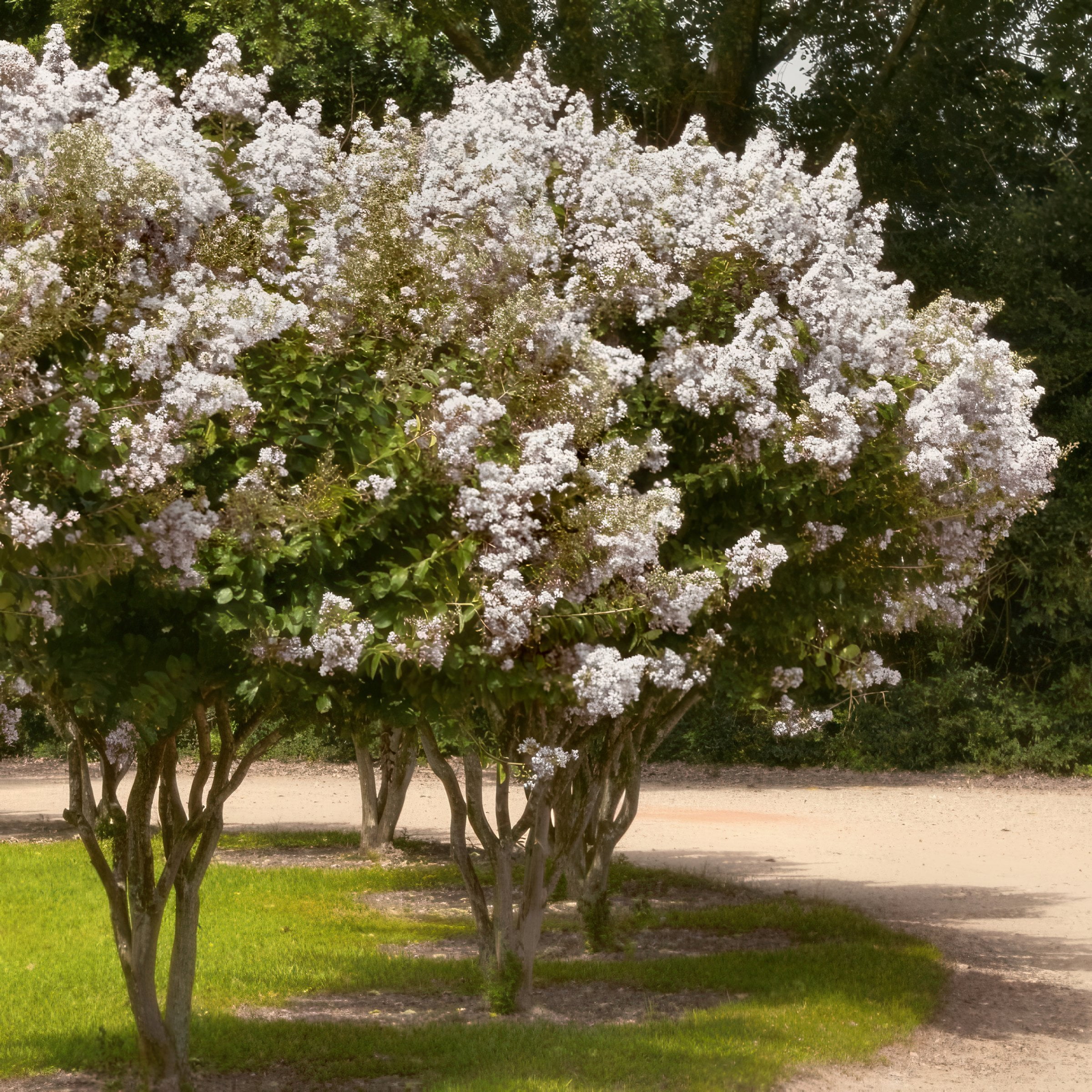 National Plant Network 3 gal. Crape Myrtle Natchez Shrub with White Flowers - Walmart.com