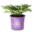 3 gal. Distylium Cinnamon Girl Shrub - Walmart.com