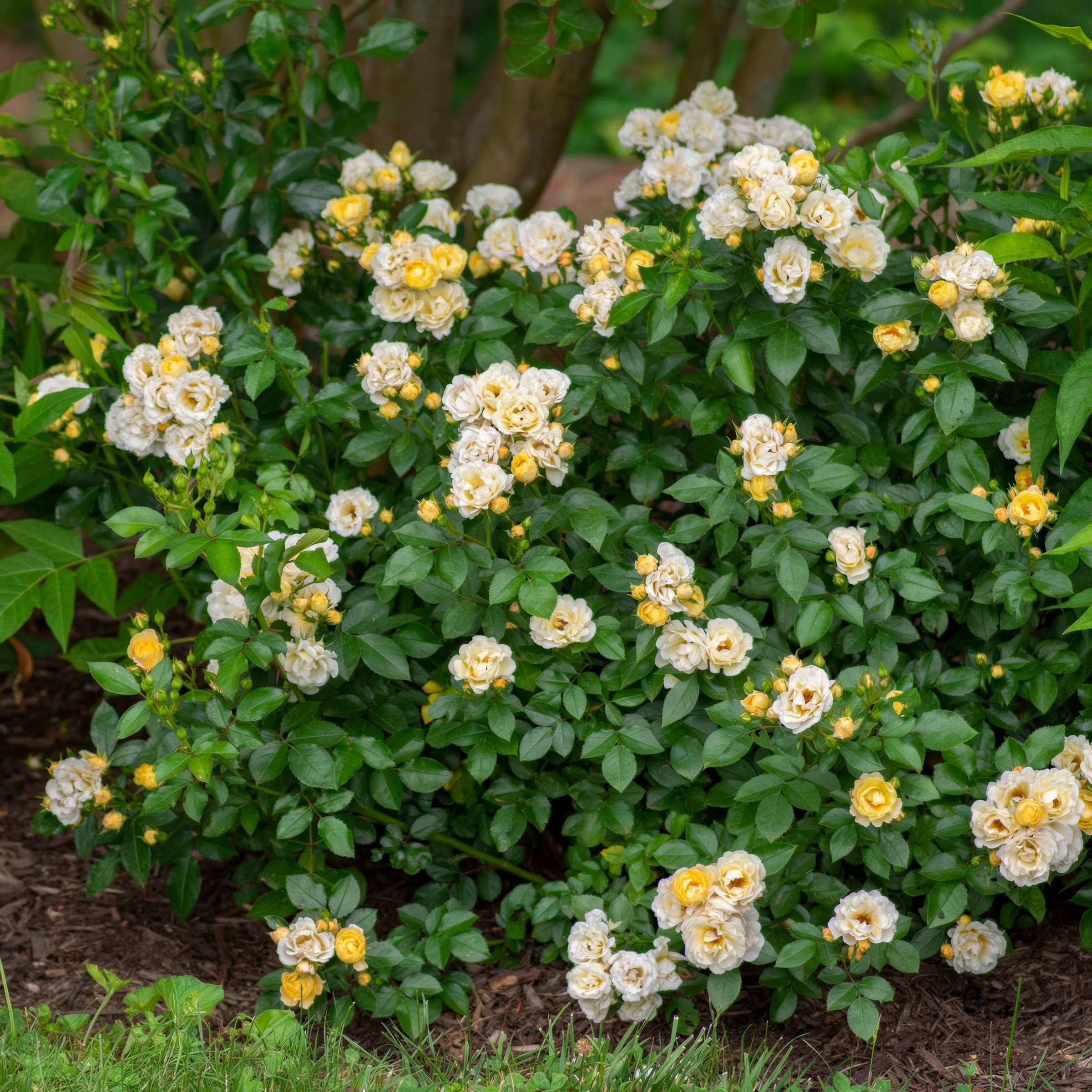 3 gal Drift Rose Popcorn with Yellow and White Flowers - Walmart.com