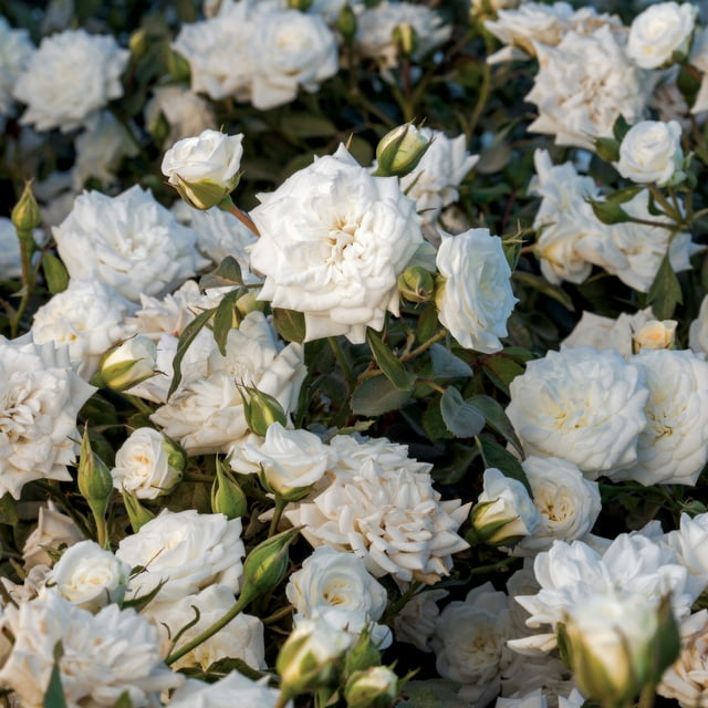 3 gal Live Shrub Drift Rose White Full Sun with White Flowers - Walmart.com
