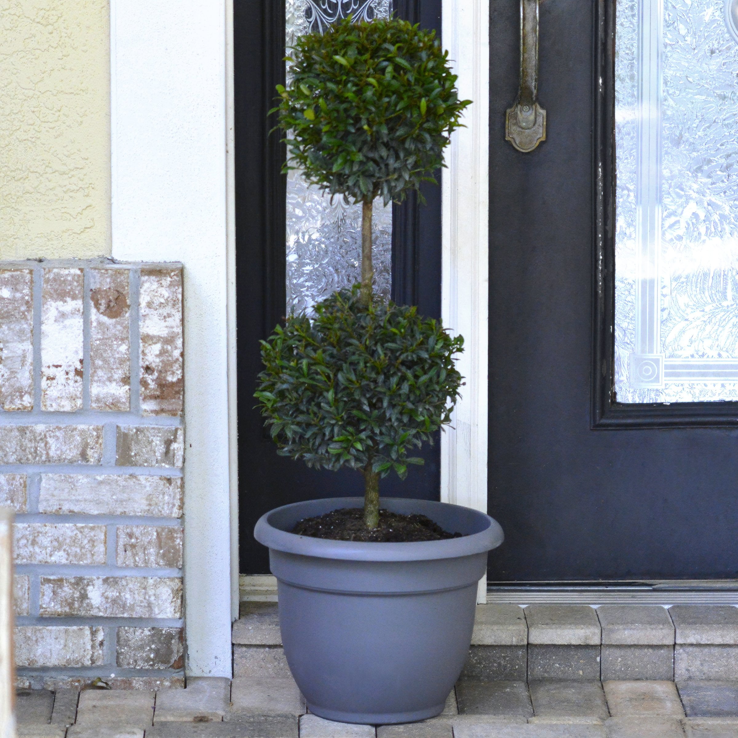 3 gal. Eugenia 2-Ball Topiary 36" Live Shrub with Full Sun - Walmart ...