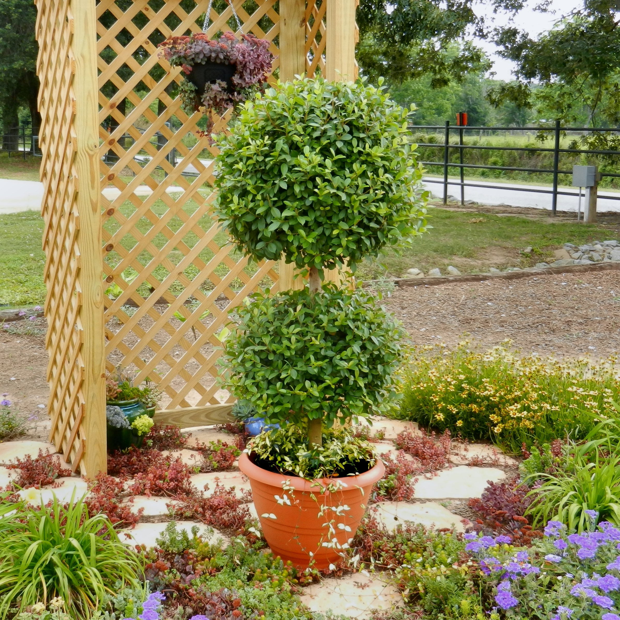 3 gal. Eugenia 2-Ball Topiary 36" Live Shrub with Full Sun - Walmart.com