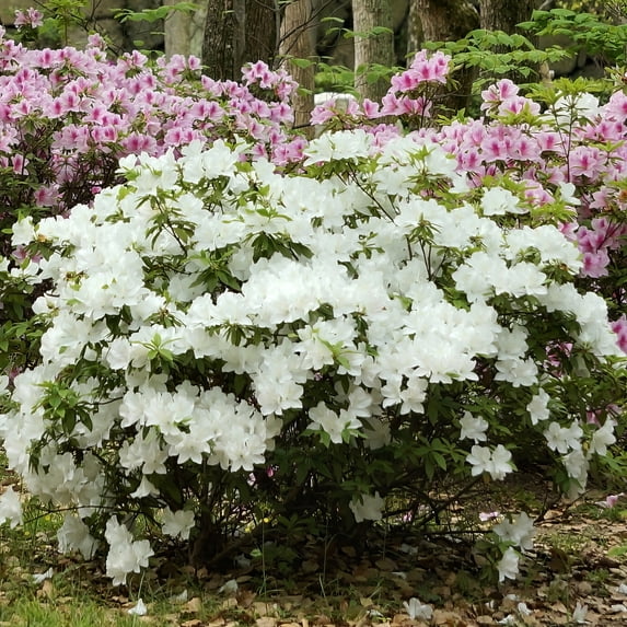 3 gal. Floramore Azalea White Live Shrub with White Flowers with Part ...