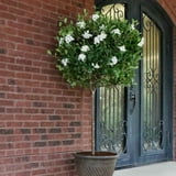 National Plant Network 3 gal. Gardenia Aimee Live Tree with Full ...